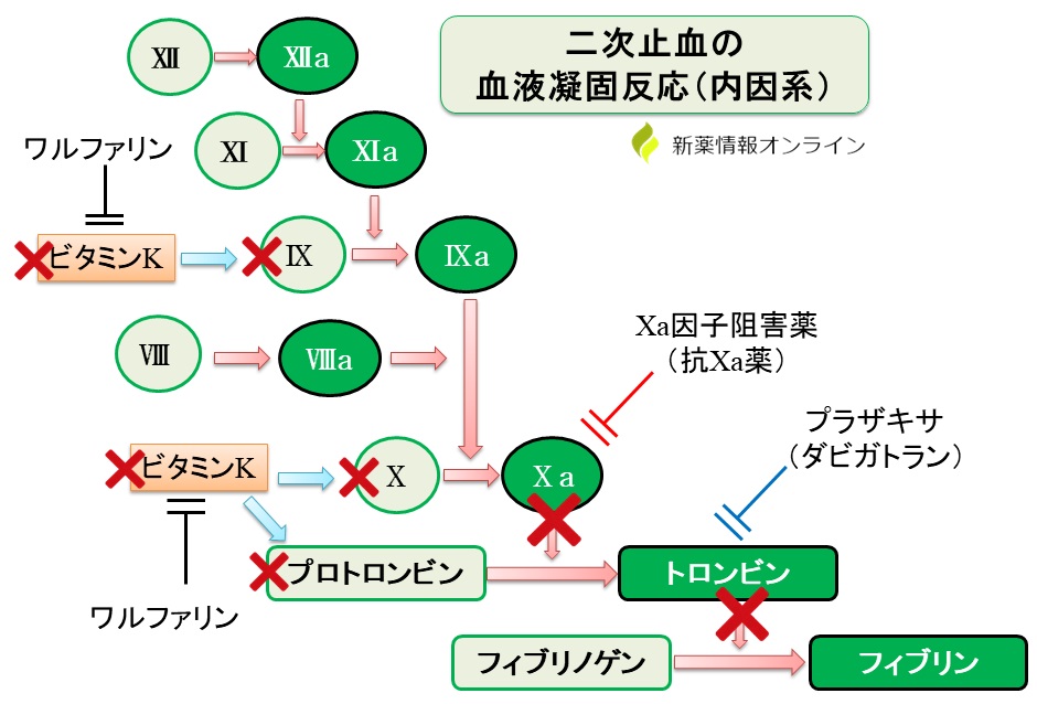 DOAC（直接経口抗凝固薬）の一覧表と作用機序のまとめ【心原性脳塞栓症】 - 新薬情報オンライン