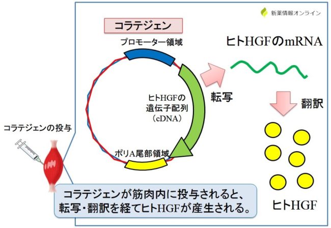 コラテジェン（ベペルミノゲン ペルプラスミド）の作用機序【重症虚血肢】 - 新薬情報オンライン
