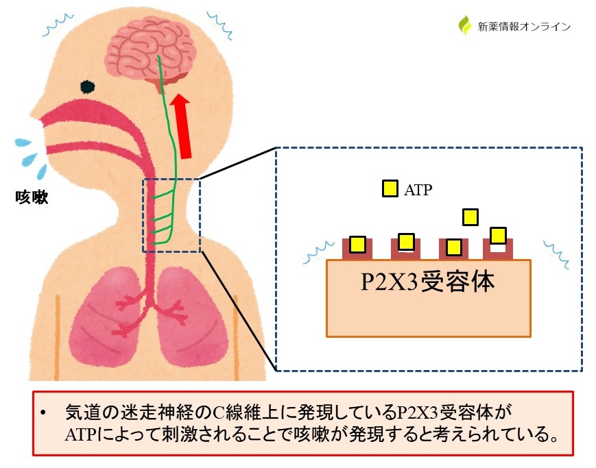 リフヌア（ゲーファピキサント）の作用機序【慢性咳嗽】 - 新薬情報オンライン