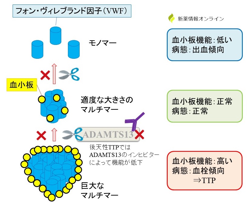 カブリビ（カプラシズマブ）の作用機序【TTP】 - 新薬情報オンライン