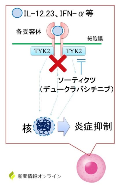 ソーティクツ（デュークラバシチニブ）の作用機序【乾癬】 - 新薬情報オンライン