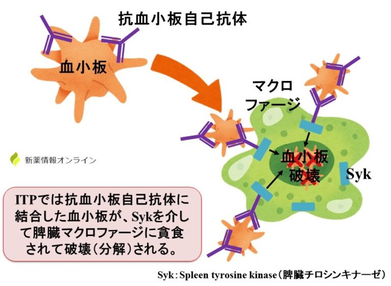 タバリス（ホスタマチニブ）の作用機序【ITP】 - 新薬情報オンライン