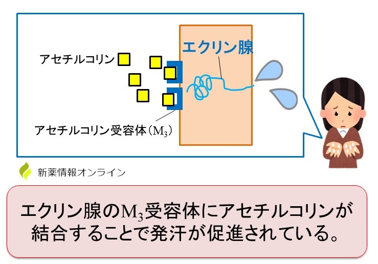 アポハイドローション（オキシブチニン）の作用機序【手掌多汗症】 - 新薬情報オンライン