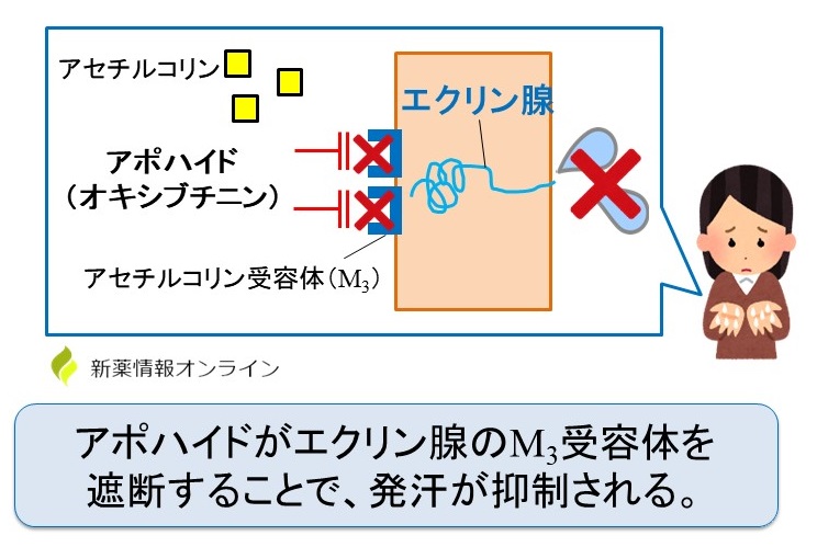 アポハイドローション（オキシブチニン）の作用機序【手掌多汗症】 - 新薬情報オンライン