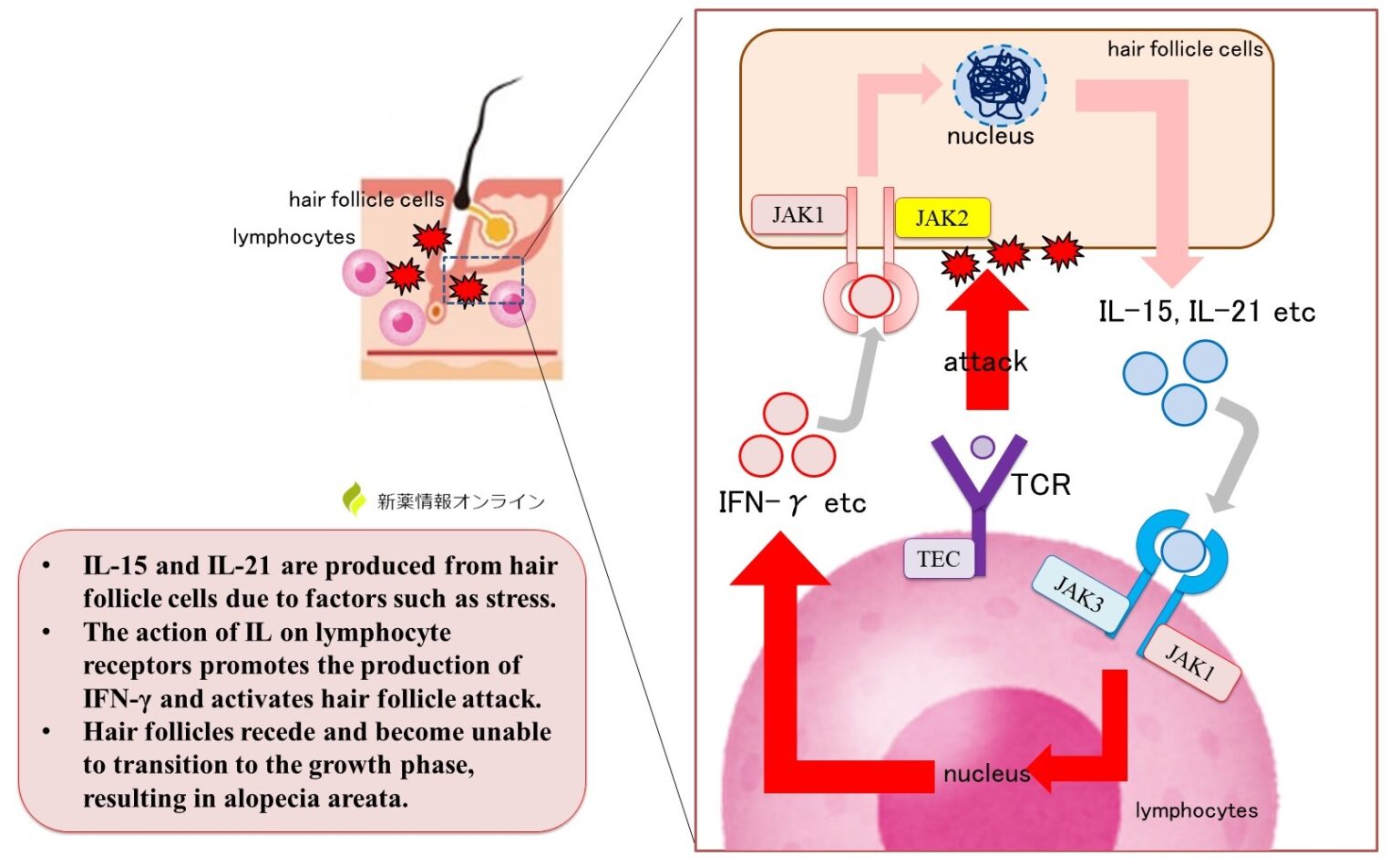 LITFULO（Ritlecitinib） mechanism of action【Severe Alopecia Areata】 - 新薬 ...