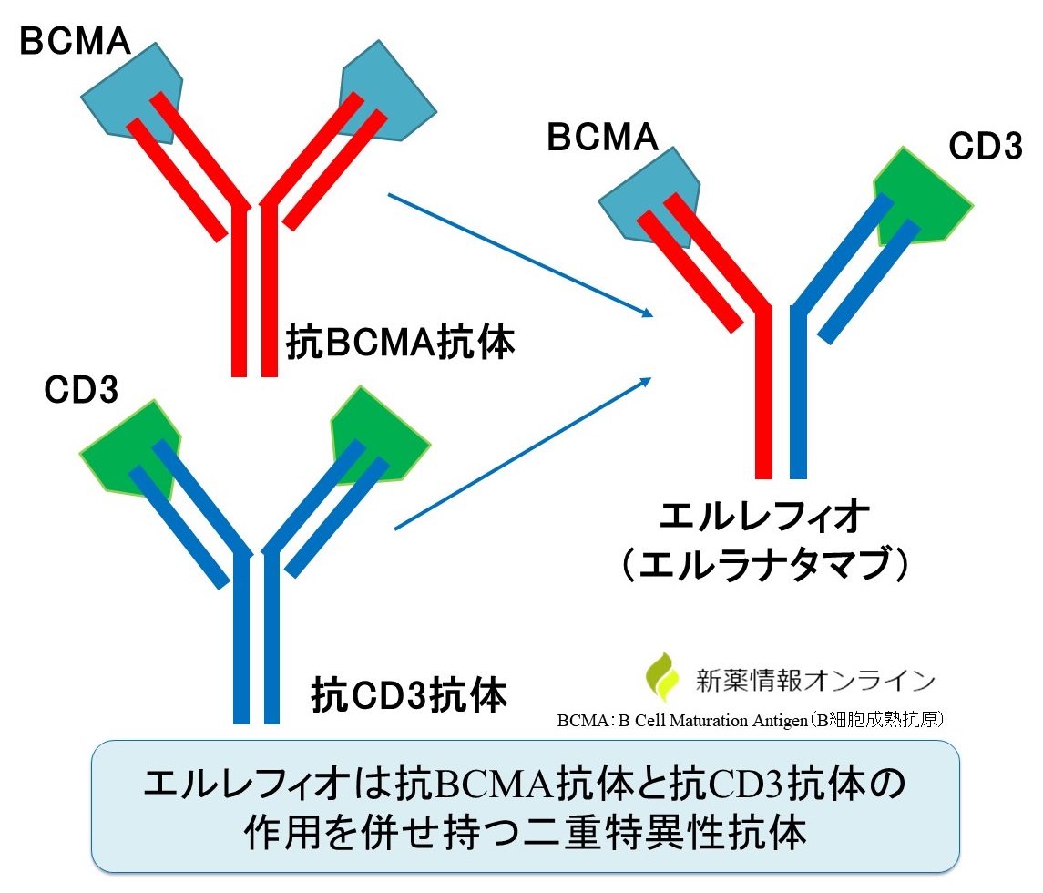 エルレフィオ（エルラナタマブ）の作用機序【多発性骨髄腫】 - 新薬情報オンライン