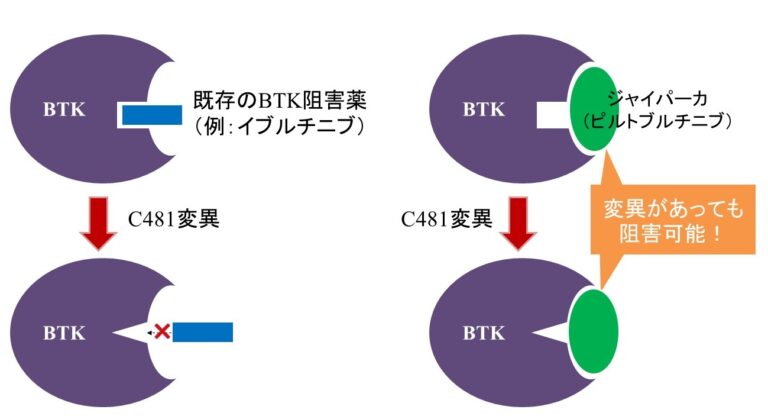 ジャイパーカ（ピルトブルチニブ）の作用機序【MCL/CLL】 - 新薬情報オンライン