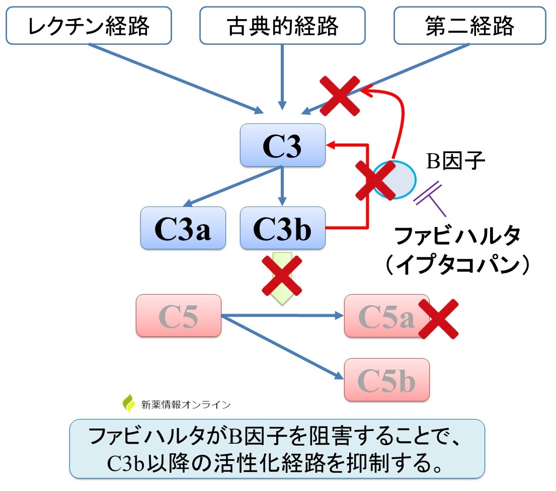 ファビハルタ（イプタコパン）の作用機序・特徴【PNH】 - 新薬情報オンライン