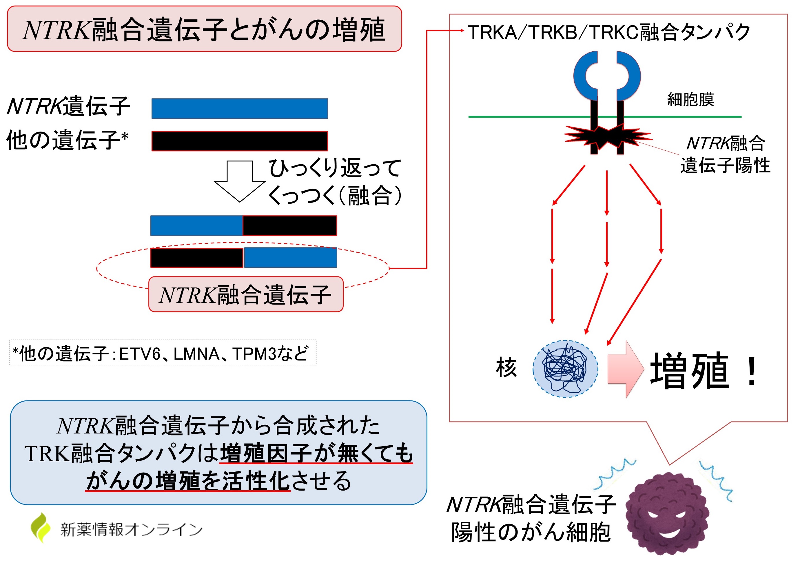 オータイロ（レポトレクチニブ）の作用機序【ROS1陽性の肺がん】 - 新薬情報オンライン