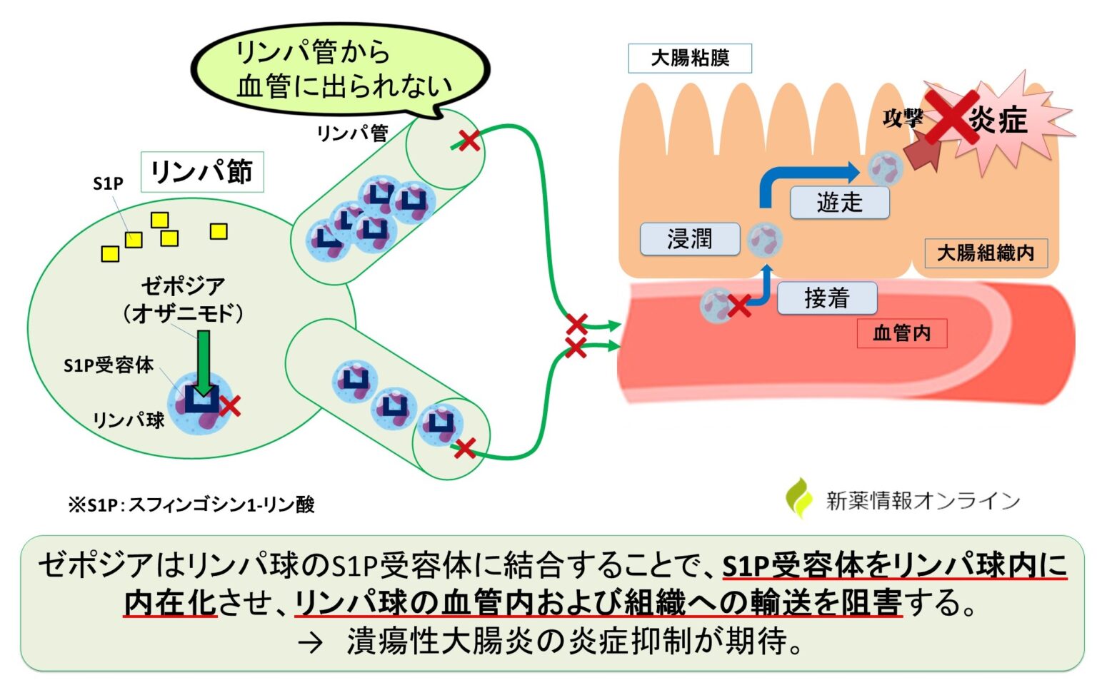 ゼポジア（オザニモド）の作用機序【潰瘍性大腸炎】 - 新薬情報オンライン