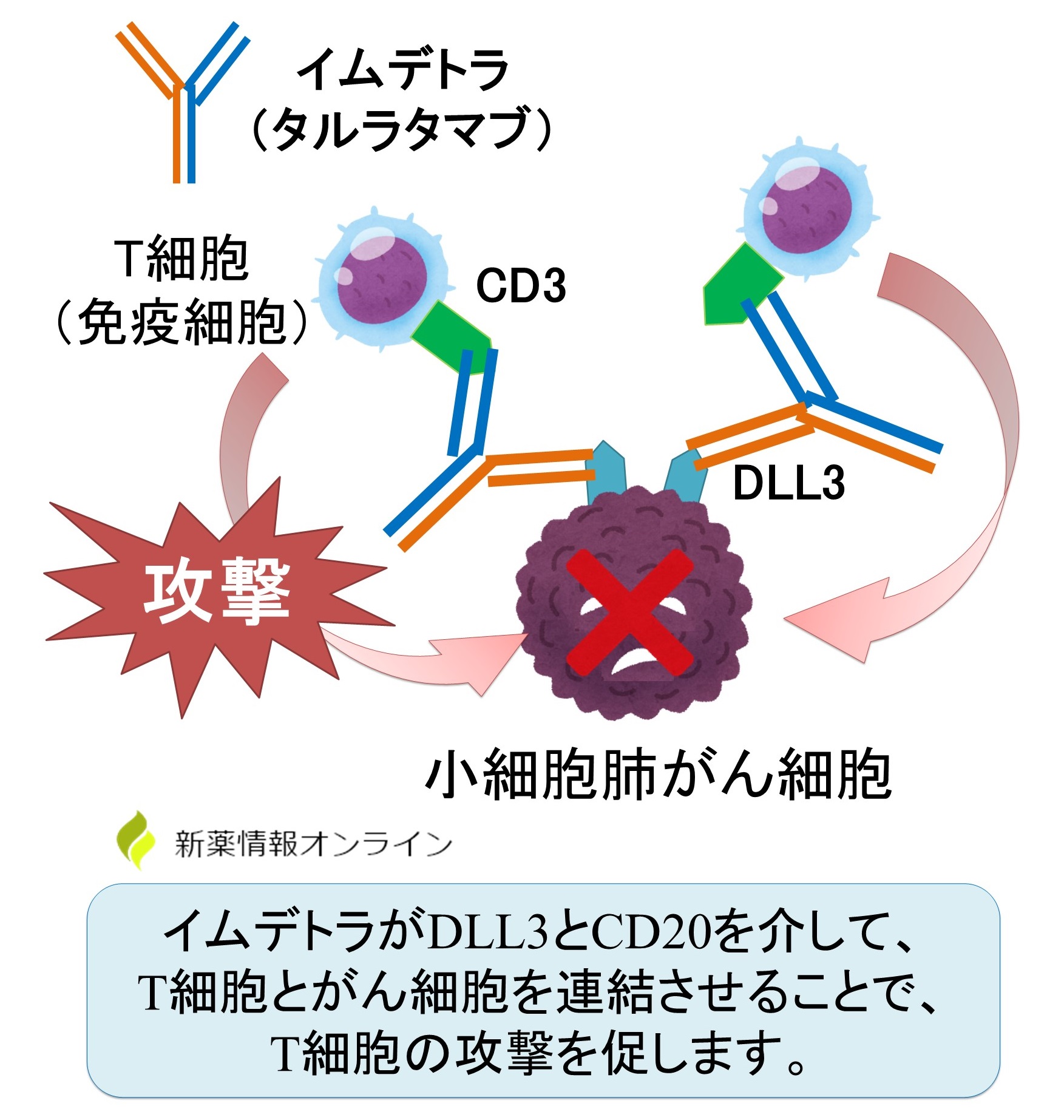 イムデトラ（タルラタマブ）の作用機序【肺がん】 - 新薬情報オンライン