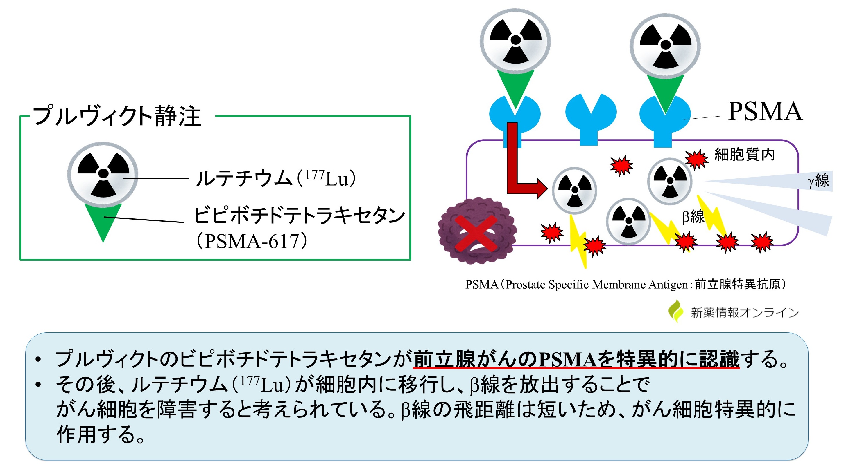 プルヴィクト（177Lu-PSMA‐617）の作用機序・特徴【前立腺がん】 - 新薬情報オンライン